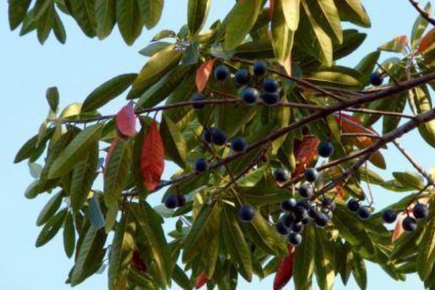 Pohon Genitri: Warisan Alam dengan Nilai Ekonomi Tinggi - Eksplora