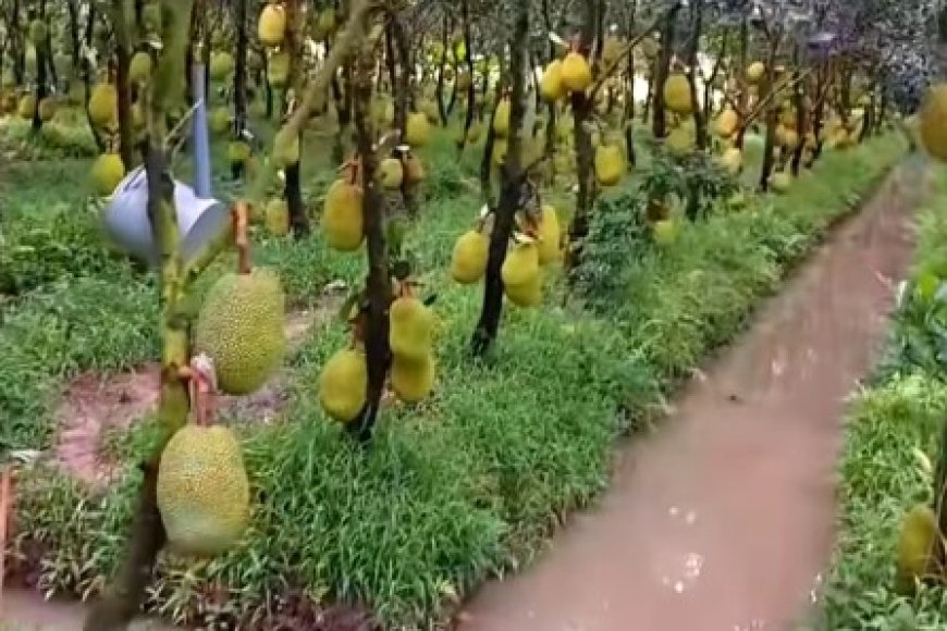 Budidaya Nangka di Vietnam dengan Sistem Kanal: Inovasi untuk Efisiensi ...