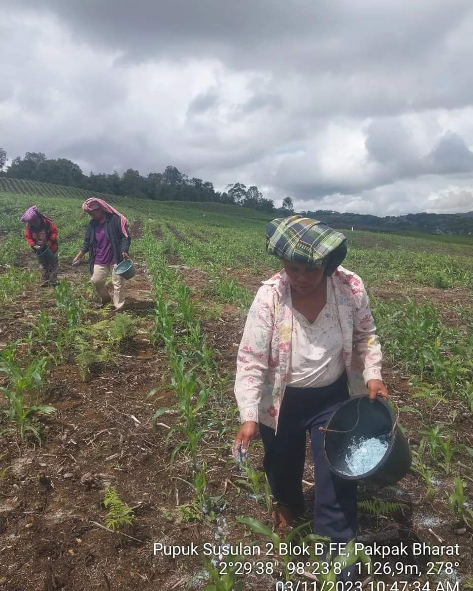 Tips Menanam dan Merawat Jagung dari Petani Food Estate Pakpak Bharat