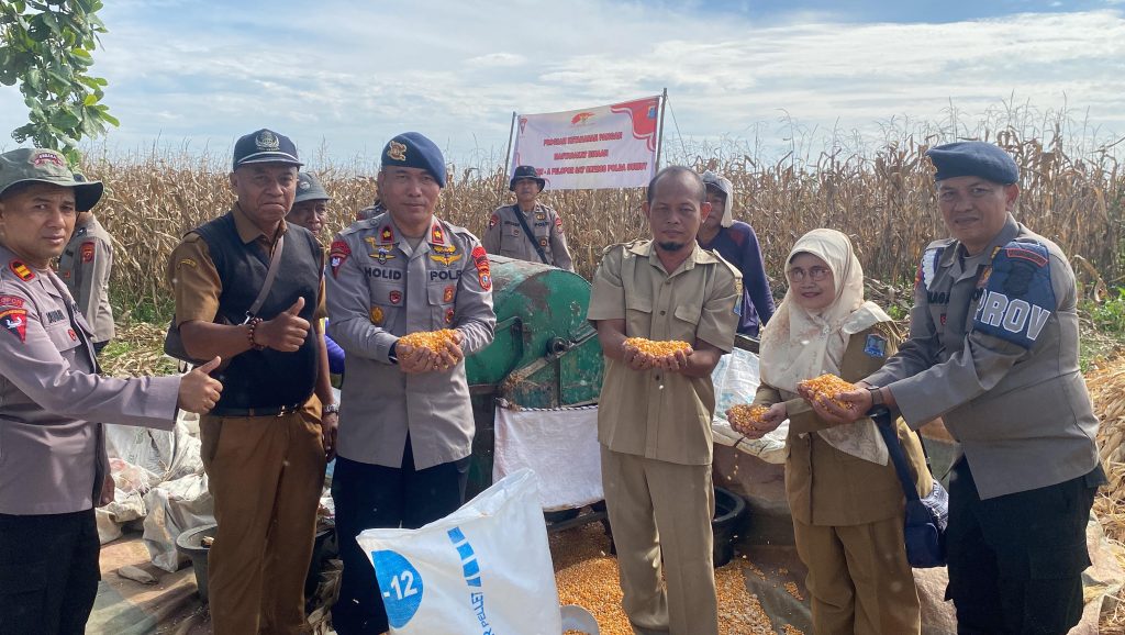 Brimob Polda Sumut dan Pemko Binjai Gelar Panen Raya Jagung, Wujud Nyata Ketahanan Pangan dan ...