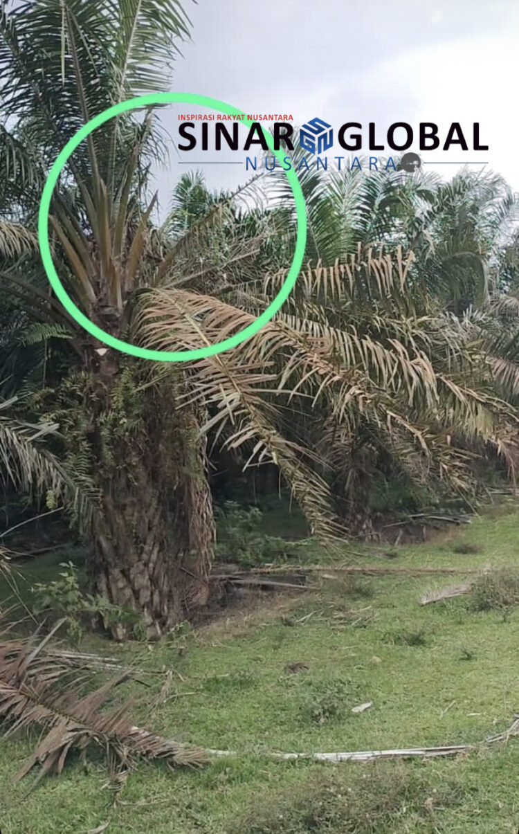 Tanaman Sawit Milik PTPN IV Medan Unit Mayang Diserang Hama Ulat Api ...