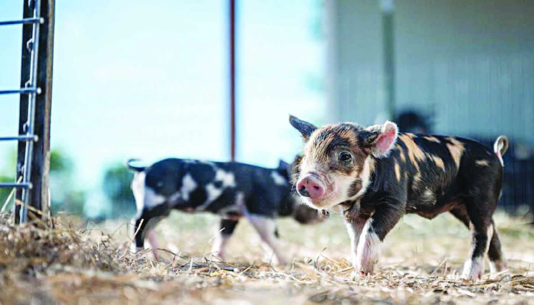 Para Ilmuwan Berhasil Menghidupkan Kembali Sel dan Organ pada Babi yang ...