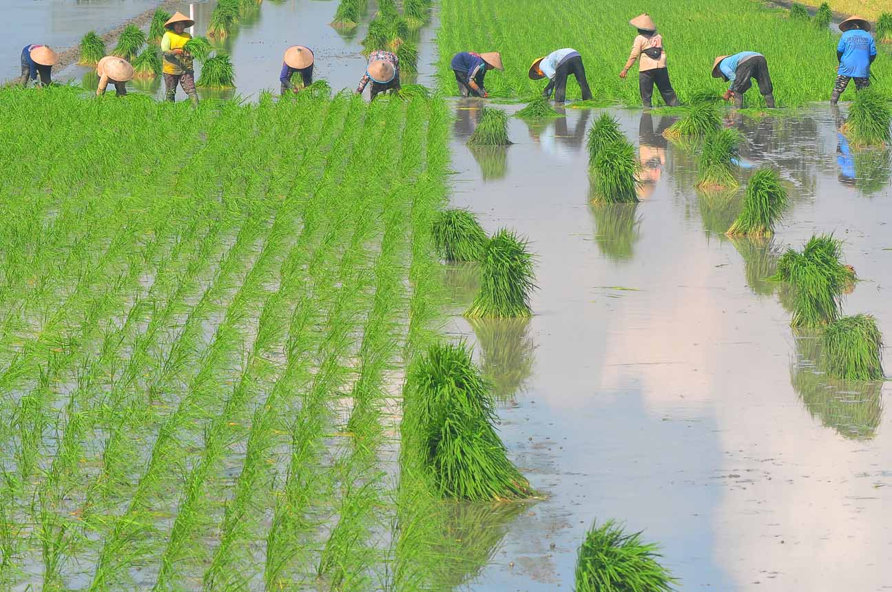 Foto: Perkembangan Luas Tanam Padi di Wilayah Kudus - Koran Jakarta