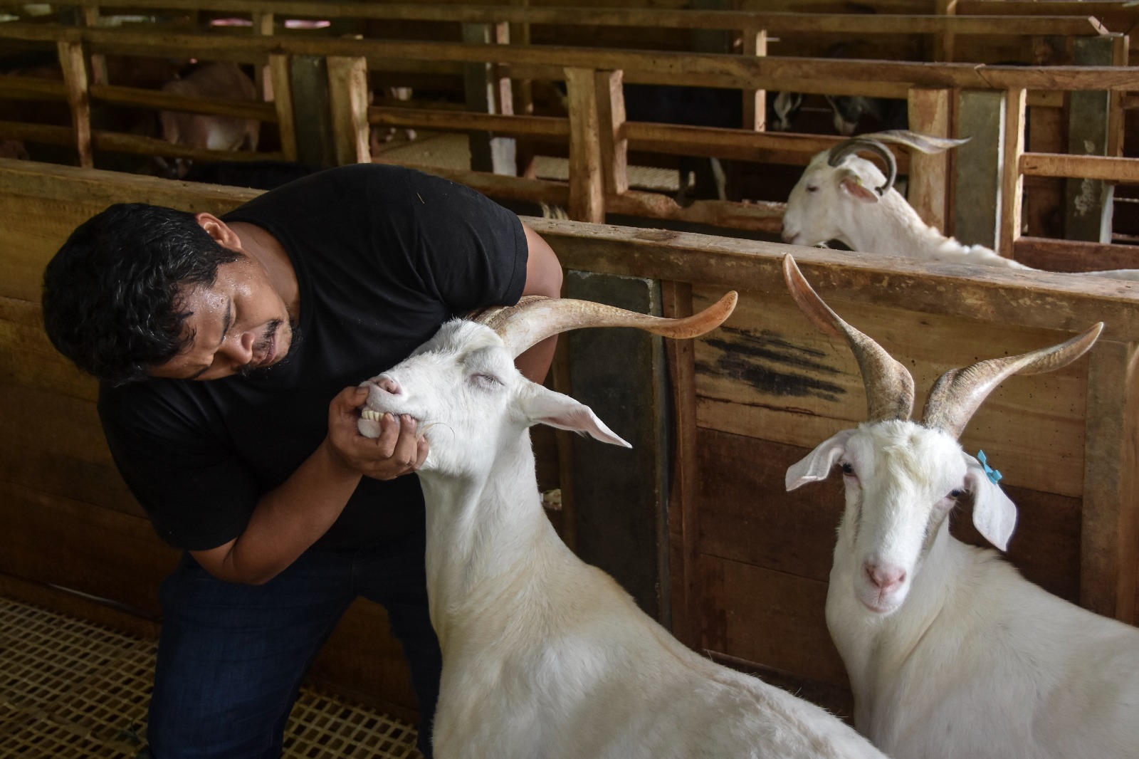 Foto: Produksi susu perah kambing Sapera - Berita Hari Ini dari Jakarta dan Daerah seluruh ...