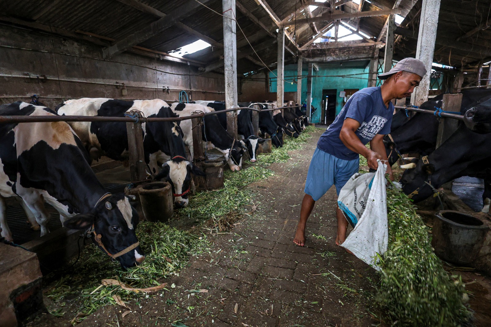 Foto: Populasi sapi perah mulai pulih pascawabah PMK - Berita Hari Ini ...
