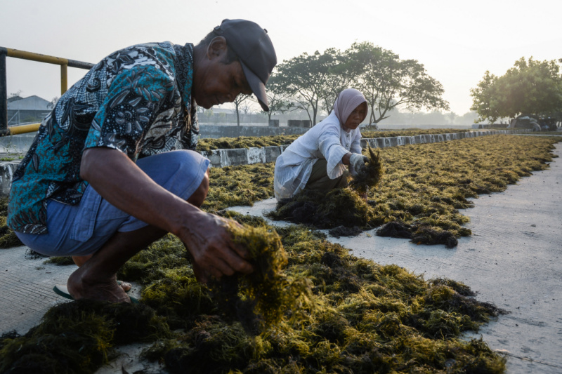Foto: Kementerian Investasi dan Hilirisasi fokuskan pengembangan industri rumput laut - Koran ...