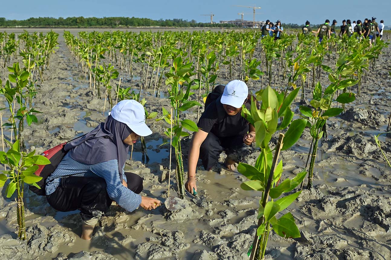 Banyak Manfaat Buah Restorasi Mangrove Delta Mahakam Kukar
