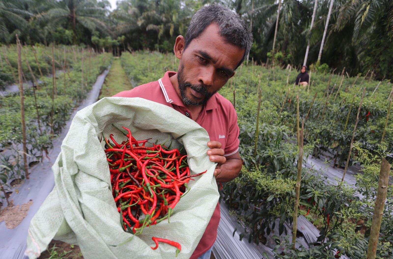 RKP 2026 Resmi Diumumkan! Ada Apa di Balik Fokus Baru Pemerintah?