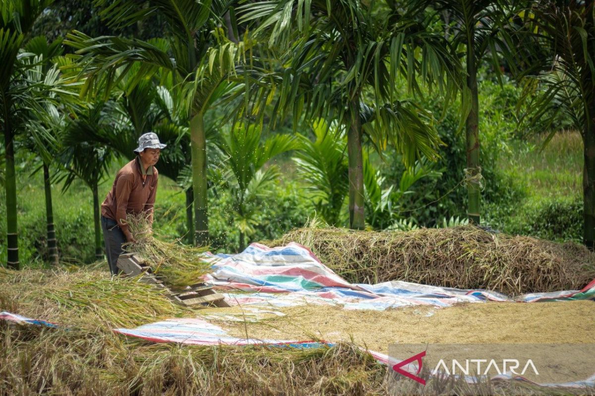Jaga Harga Gabah, Bulog Sumbar Imbau Petani Lakukan Tanam Serentak
