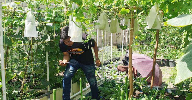 Sumsel Optimalkan Gerakan Mandiri Pangan Manfaatkan Pekarangan