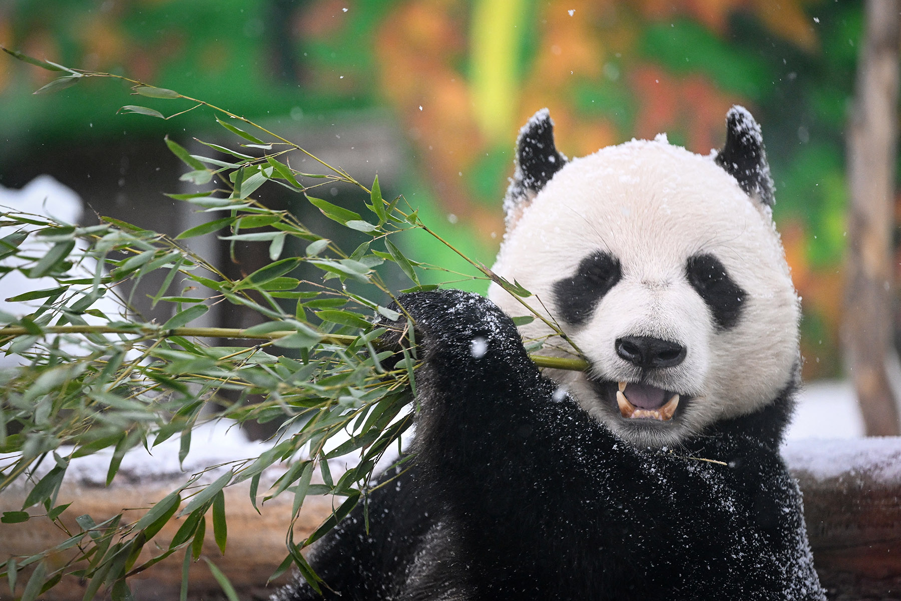 Tiongkok Kirim Dua Panda Raksasa untuk Kebun Binatang di Austria