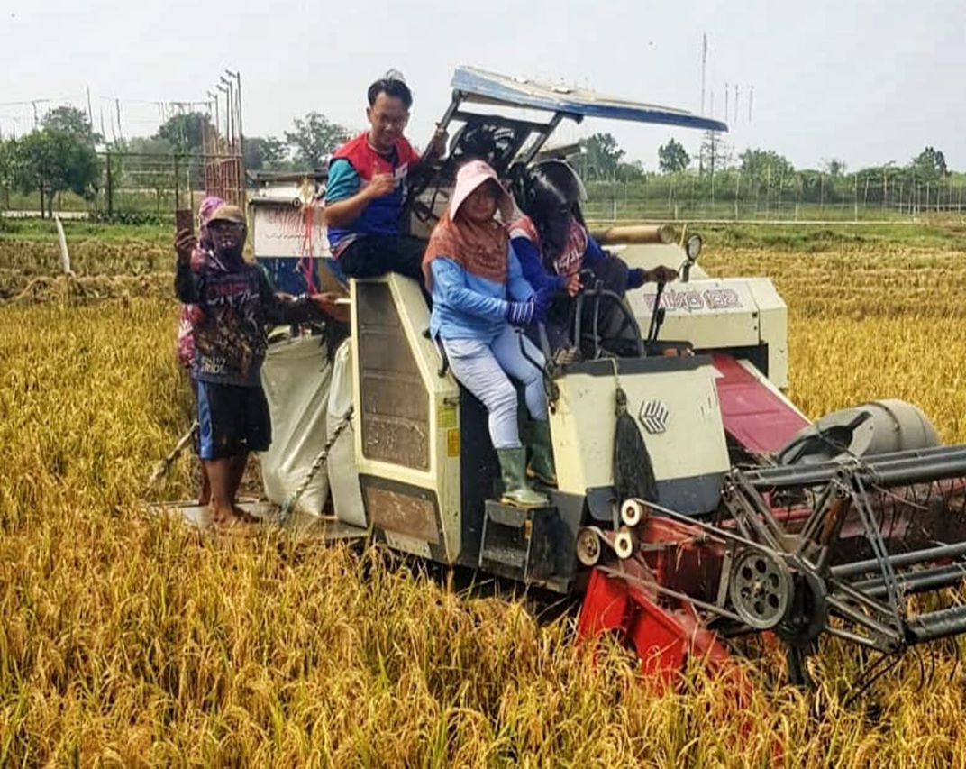 Dukung Ketahanan Pangan, PGN dan BRIN Panen Perdana 116 Ton Padi Varietas Inovatif “Biosalin” di ...