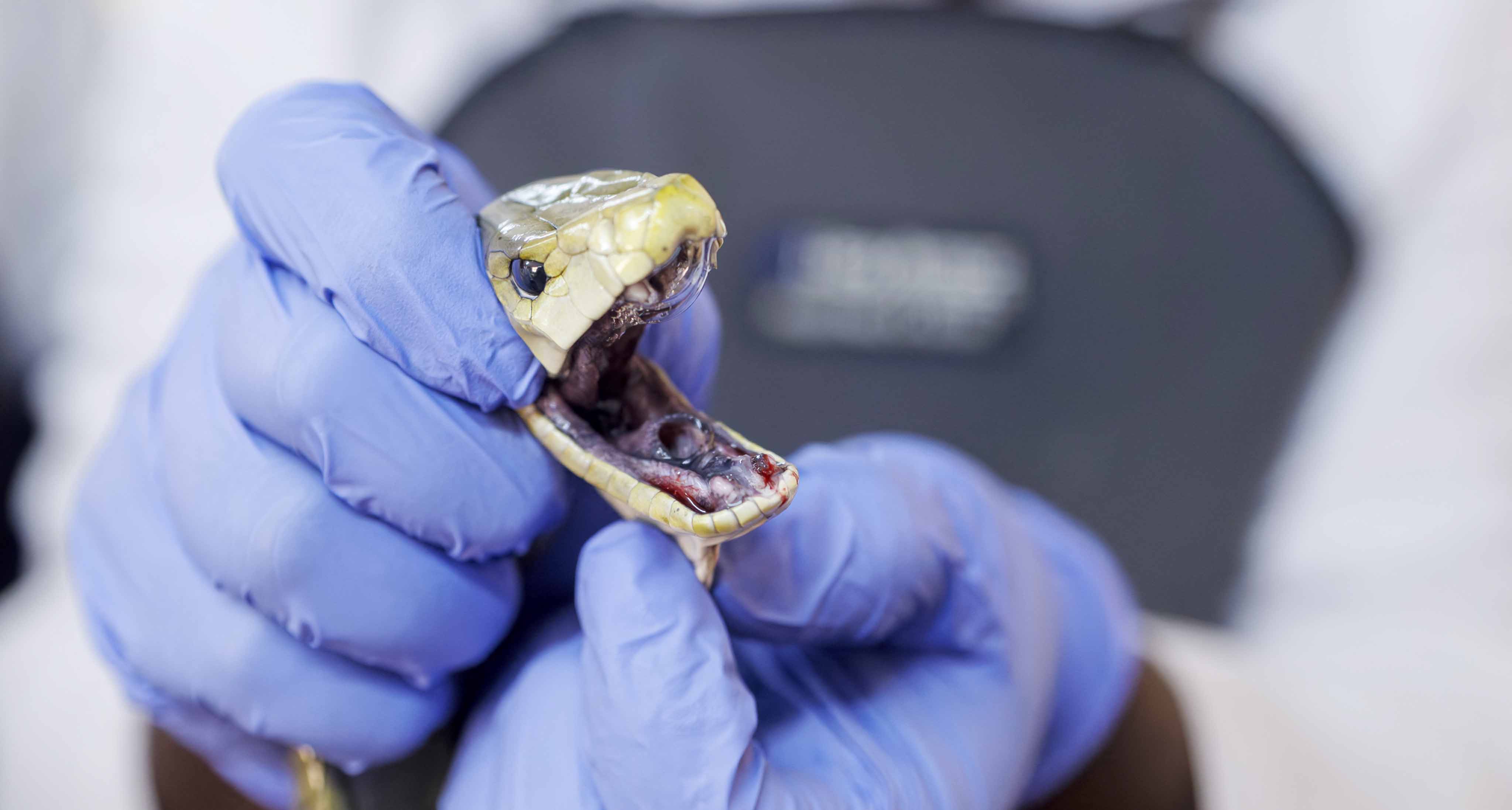 Darah Orang yang Digigit Ular Ratusan Kali Hasilkan Antibisa