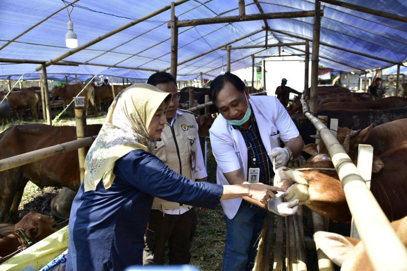Jelang Idul Adha, DKPP Surabaya Perketat Pemeriksaan Hewan Kurban