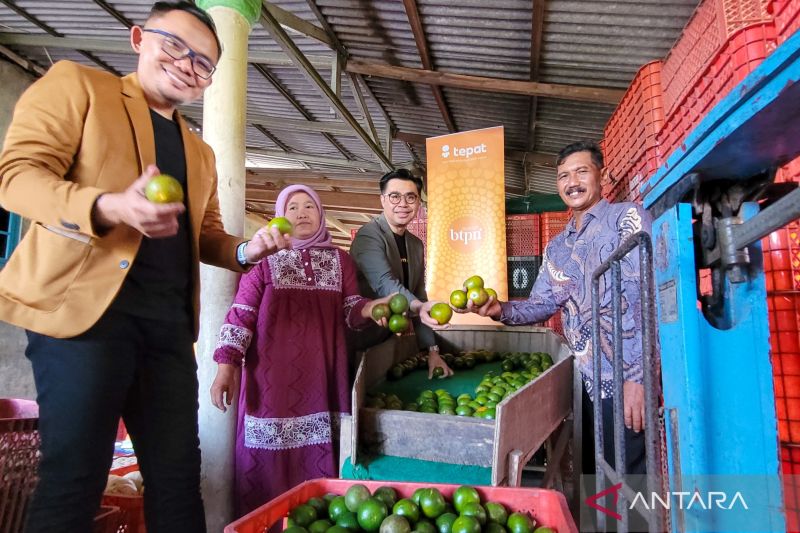 Pengepul Buah Banyuwangi Raup Rp40 Juta per Minggu