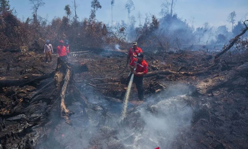 Kebakaran Hutan dan Lahan Mengancam, 12 Kabupaten dan Kota di Provinsi Riau Tetapkan Status ...