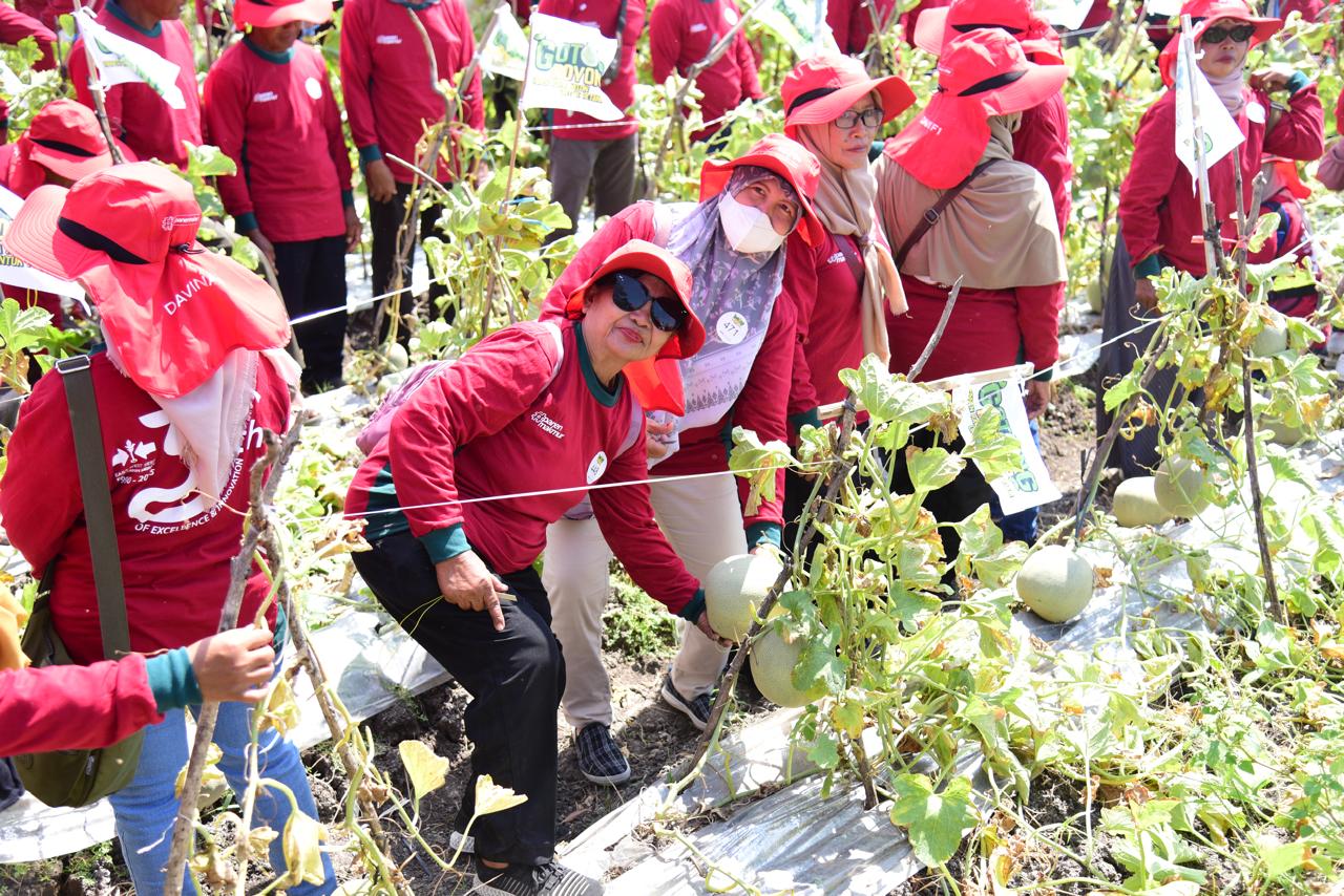 Pecahkan Rekor MURI, Lebih dari 1.000 Petani Panen Melon Davina F1 di Nganjuk
