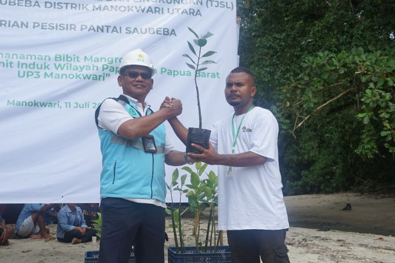 PLN Tanam 1.000 Bibit Mangrove di Kabupaten Manokwari
