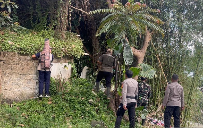 Macan Tutul yang Lepas dari Lembang Park and Zoo Jejaknya Menuju ke Hutan Tangkuban Parahu