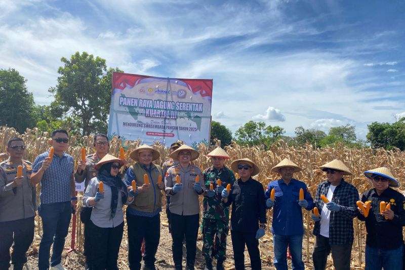 Kabupaten Sidrap Dukung Ketahanan Pangan Nasional lewat Panen Raya Jagung