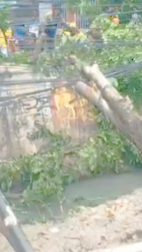 Pohon dan Tiang Listrik Roboh Terdampak Longsor Turap Kali Utan Kayu