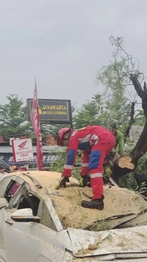 Hati-hati saat Hujan Deras, Pohon Tumbang di Jaktim Timpa Dua Mobil