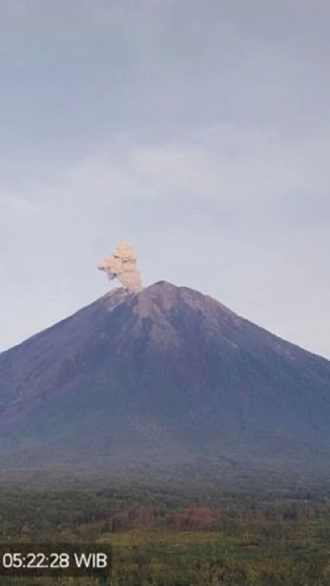 Gunung Semeru Erupsi, Tinggi Letusan Mencapai 800 Meter