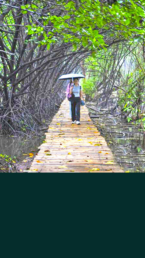 Pramono akan wujudkan 'Giant Mangrove Wall' di Jakarta