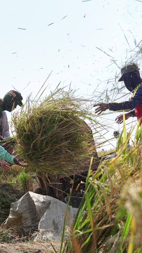 Sambut Puncak Panen Raya Padi, Pemerintah Siap Tingkatkan Serapan